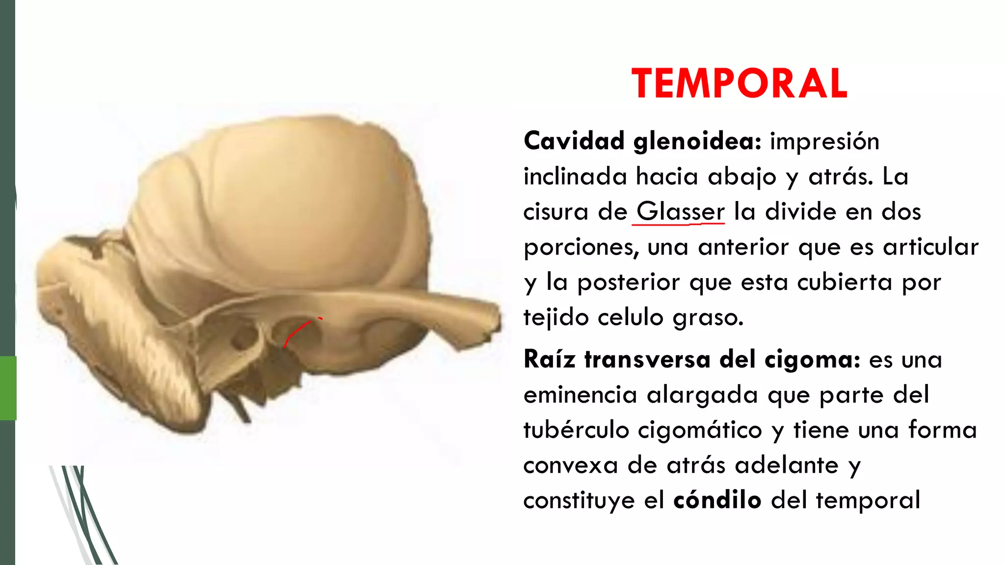2 INTERSEDES - ATM, MUSCULOS Y DINÁMICA MANDIBULAR - 22122022.pdf