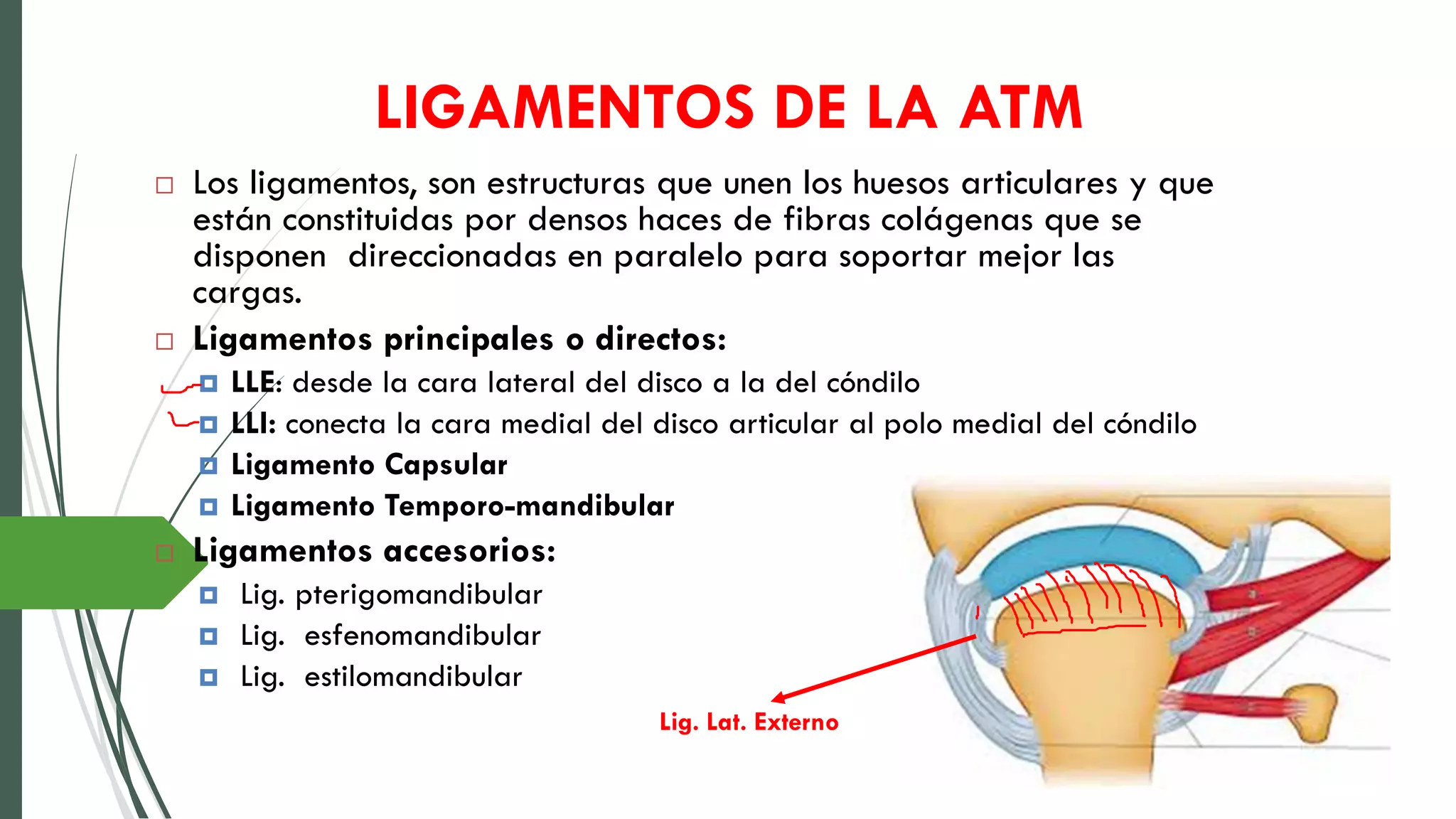 2 INTERSEDES - ATM, MUSCULOS Y DINÁMICA MANDIBULAR - 22122022.pdf