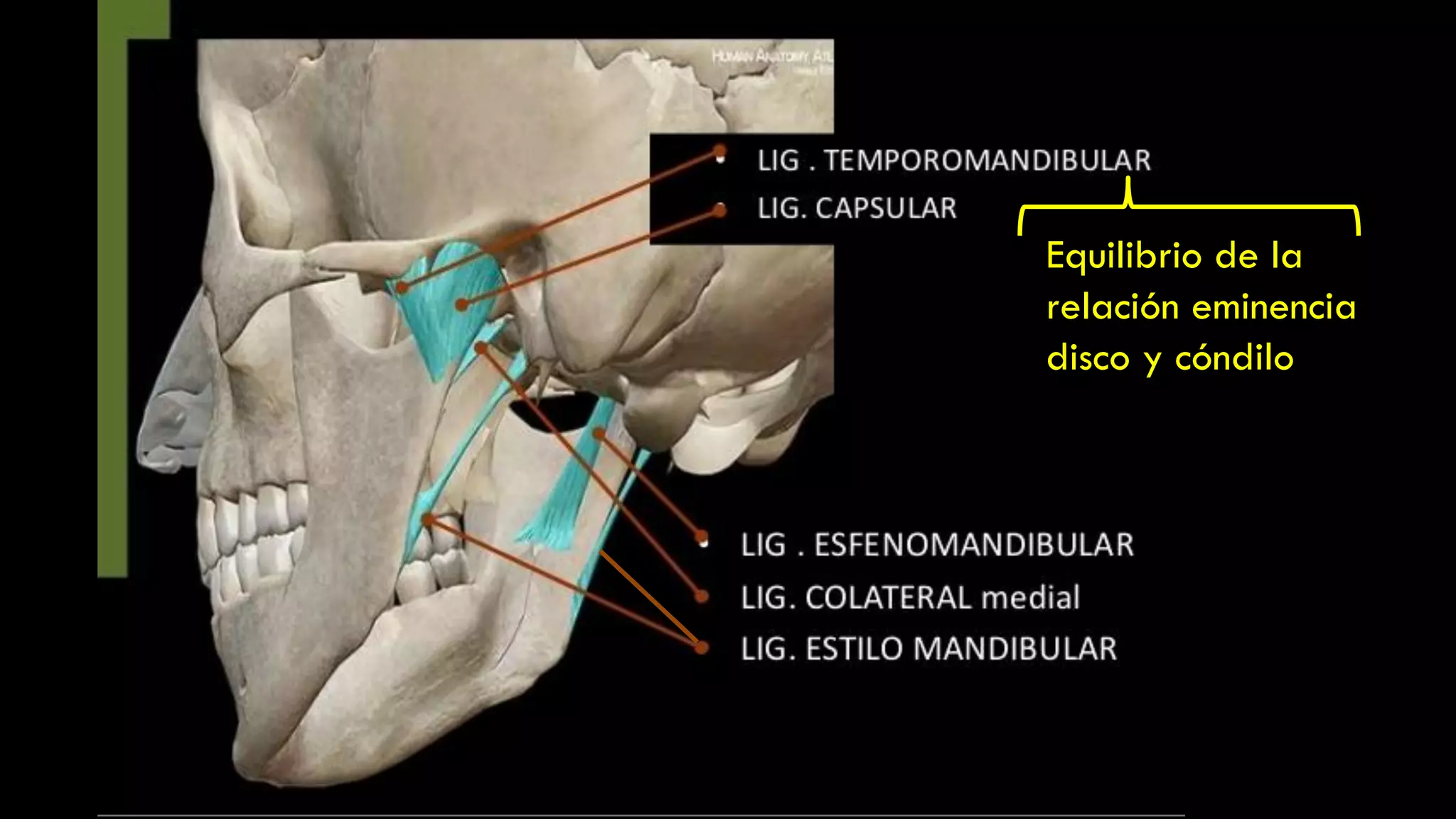 2 INTERSEDES - ATM, MUSCULOS Y DINÁMICA MANDIBULAR - 22122022.pdf