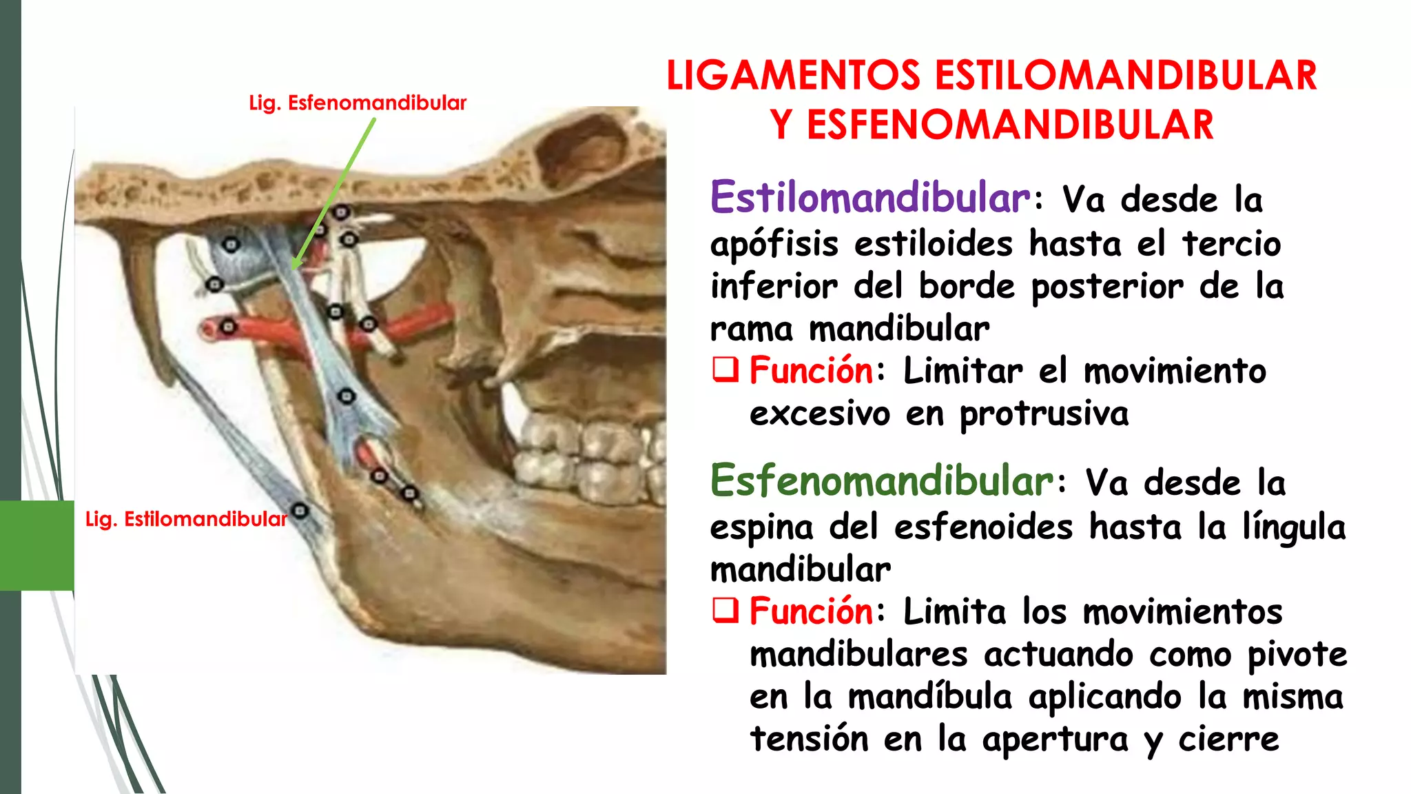 2 INTERSEDES - ATM, MUSCULOS Y DINÁMICA MANDIBULAR - 22122022.pdf