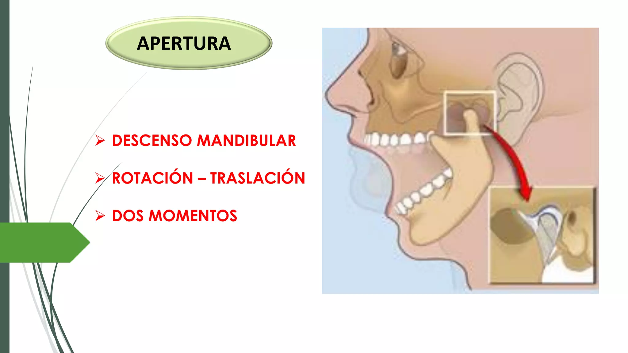 2 INTERSEDES - ATM, MUSCULOS Y DINÁMICA MANDIBULAR - 22122022.pdf