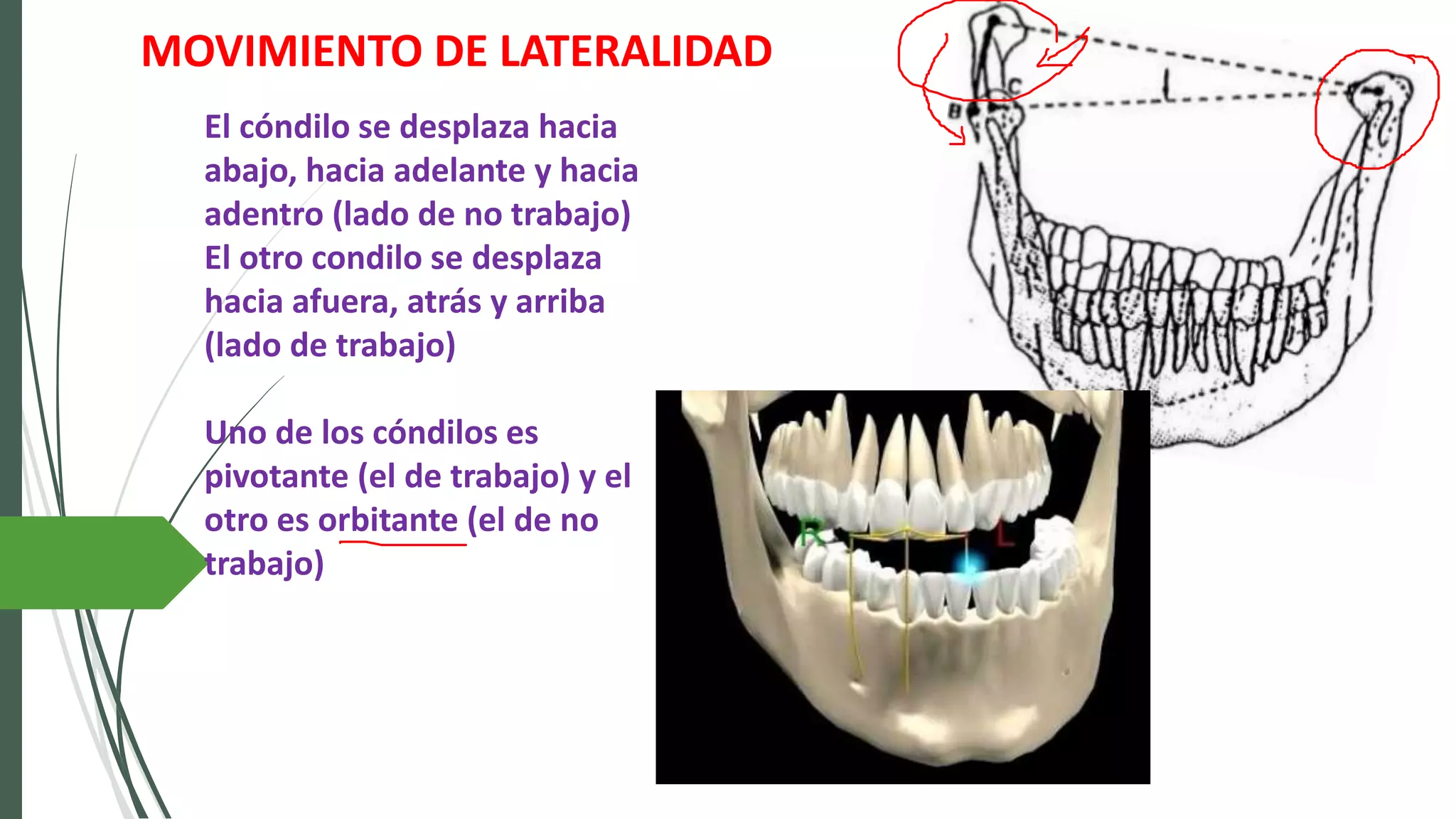 2 INTERSEDES - ATM, MUSCULOS Y DINÁMICA MANDIBULAR - 22122022.pdf