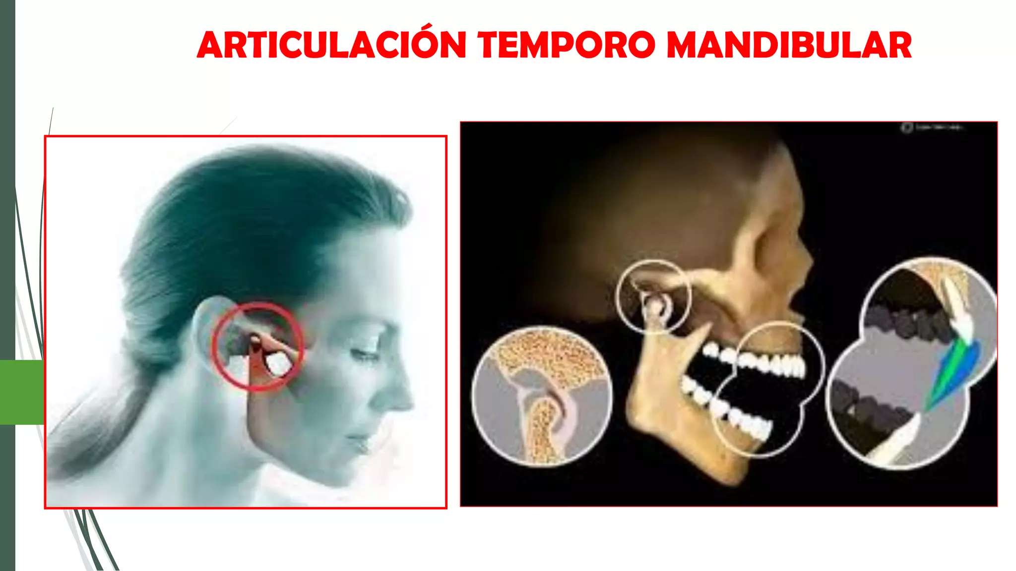 2 INTERSEDES - ATM, MUSCULOS Y DINÁMICA MANDIBULAR - 22122022.pdf