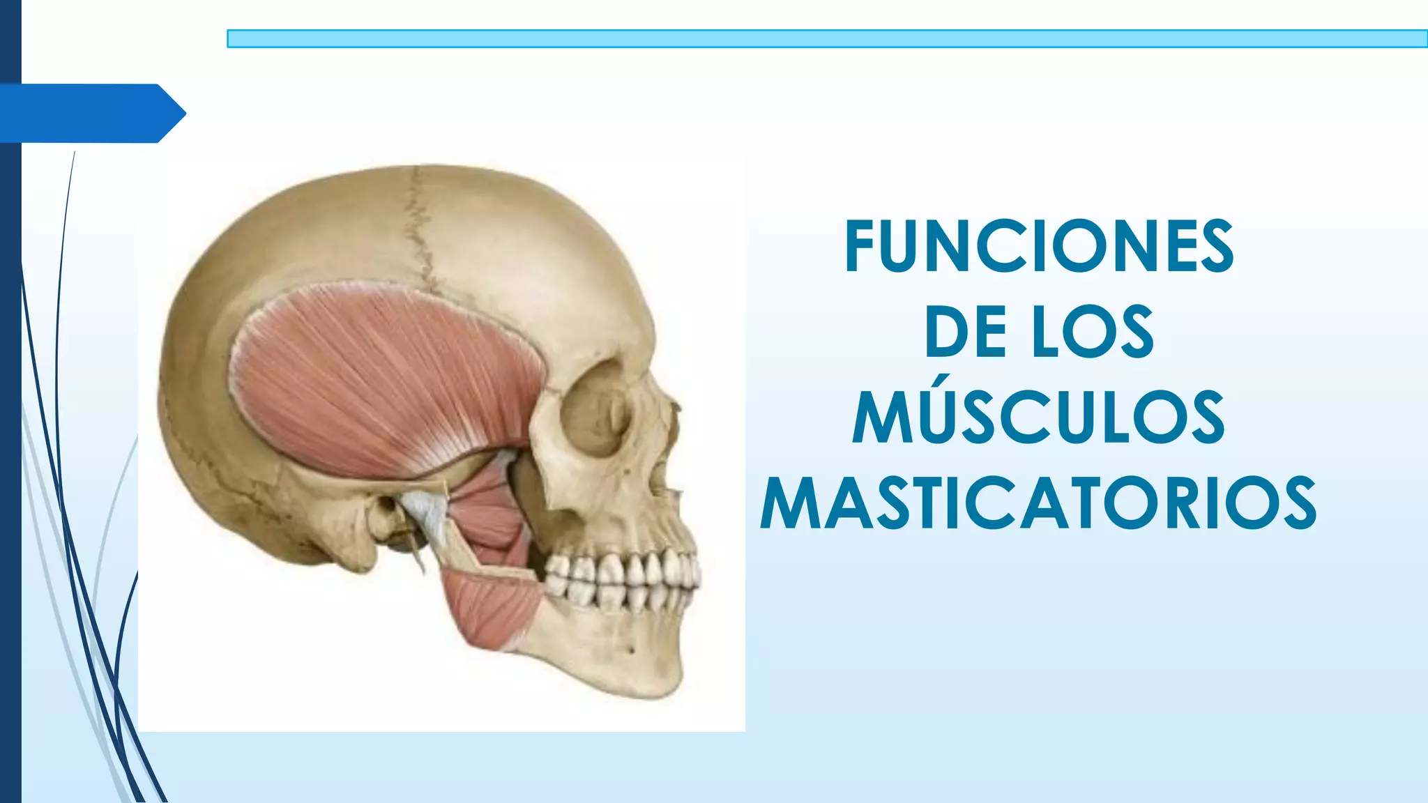 2 INTERSEDES - ATM, MUSCULOS Y DINÁMICA MANDIBULAR - 22122022.pdf