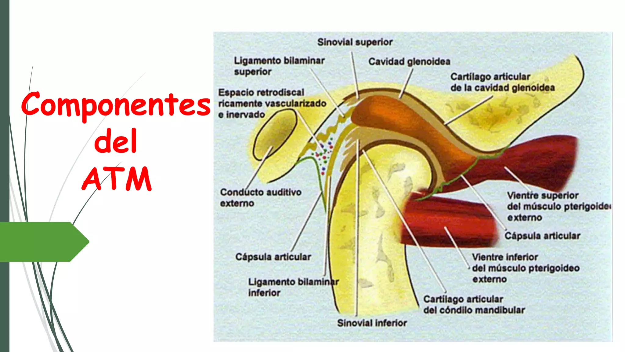 2 INTERSEDES - ATM, MUSCULOS Y DINÁMICA MANDIBULAR - 22122022.pdf