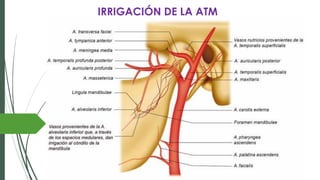 2 INTERSEDES - ATM, MUSCULOS Y DINÁMICA MANDIBULAR - 22122022.pdf