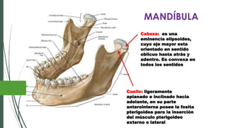 2 INTERSEDES - ATM, MUSCULOS Y DINÁMICA MANDIBULAR - 22122022.pdf