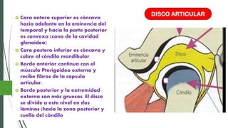 2 INTERSEDES - ATM, MUSCULOS Y DINÁMICA MANDIBULAR - 22122022.pdf