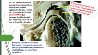 2 INTERSEDES - ATM, MUSCULOS Y DINÁMICA MANDIBULAR - 22122022.pdf