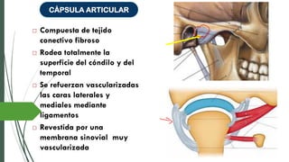 2 INTERSEDES - ATM, MUSCULOS Y DINÁMICA MANDIBULAR - 22122022.pdf