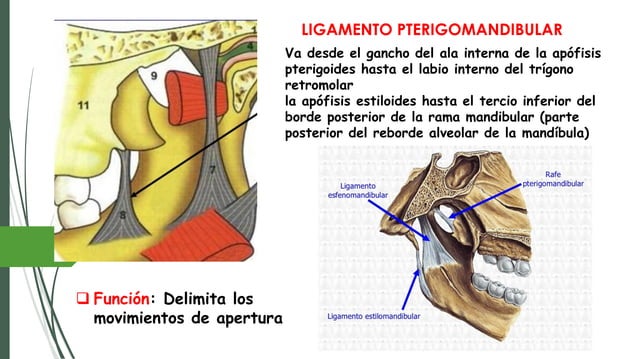 2 INTERSEDES - ATM, MUSCULOS Y DINÁMICA MANDIBULAR - 22122022.pdf