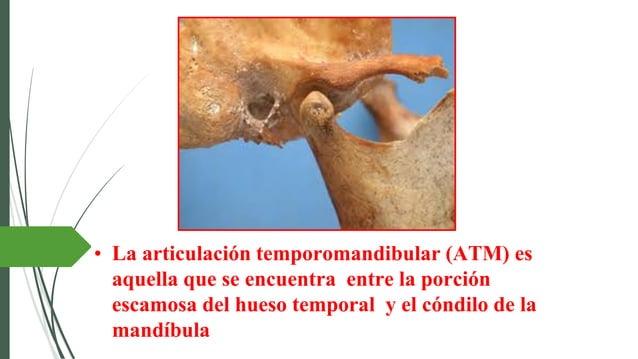 2 INTERSEDES - ATM, MUSCULOS Y DINÁMICA MANDIBULAR - 22122022.pdf