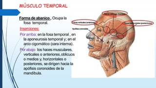 2 INTERSEDES - ATM, MUSCULOS Y DINÁMICA MANDIBULAR - 22122022.pdf
