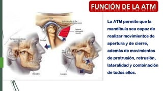 2 INTERSEDES - ATM, MUSCULOS Y DINÁMICA MANDIBULAR - 22122022.pdf
