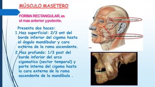 2 INTERSEDES - ATM, MUSCULOS Y DINÁMICA MANDIBULAR - 22122022.pdf