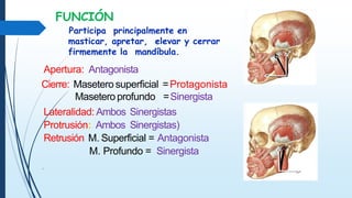 2 INTERSEDES - ATM, MUSCULOS Y DINÁMICA MANDIBULAR - 22122022.pdf