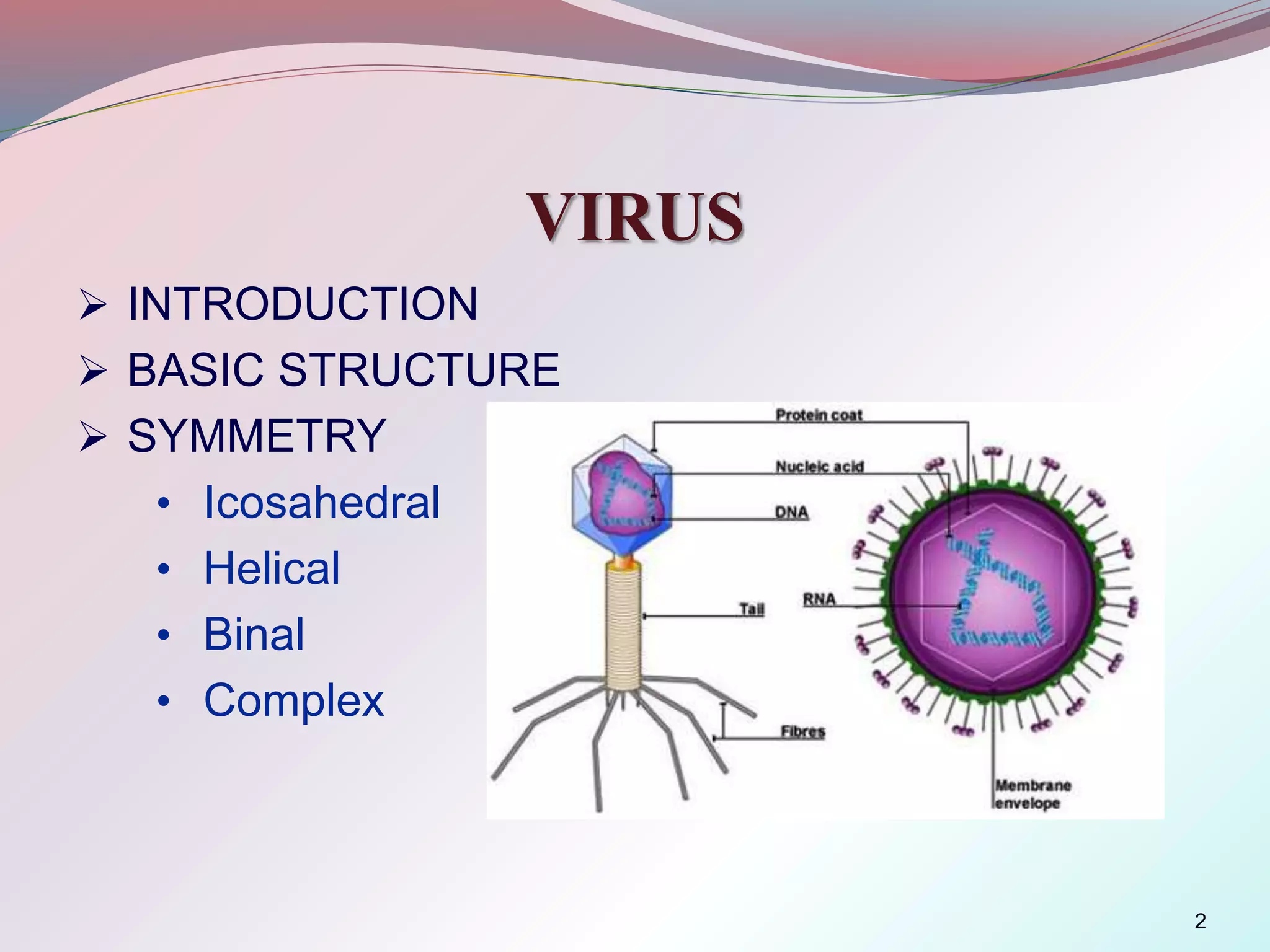 structure morphology_of_viruses | PPTX