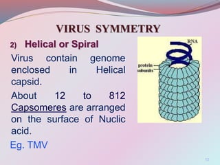 structure morphology_of_viruses | PPTX