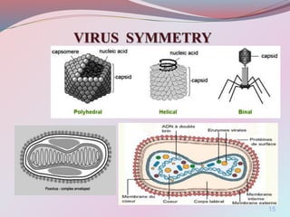 structure morphology_of_viruses | PPTX