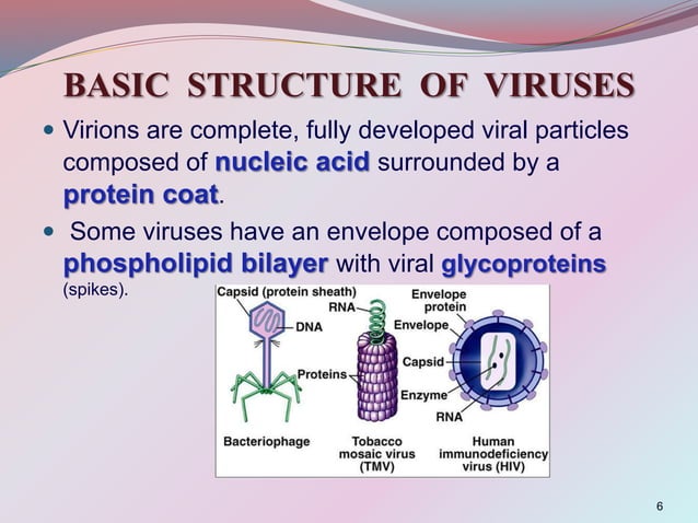 structure morphology_of_viruses | PPT | Free Download