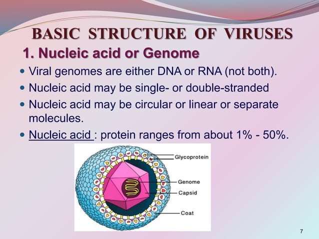 structure morphology_of_viruses | PPT | Free Download