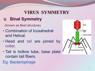 structure morphology_of_viruses | PPT
