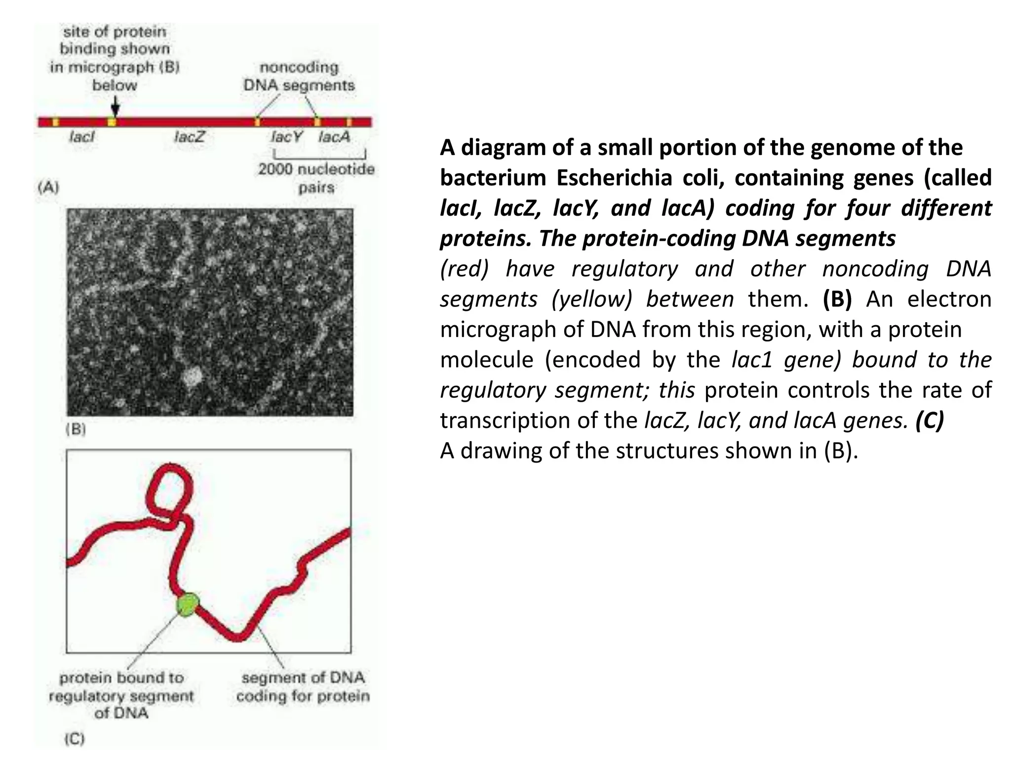 2 introduction to cell biology | PPTX