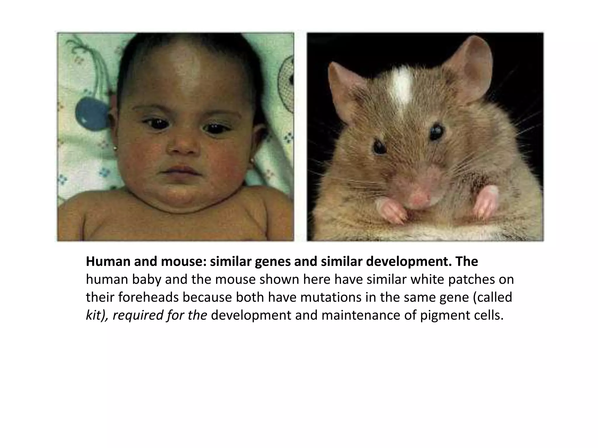 2 introduction to cell biology | PPTX