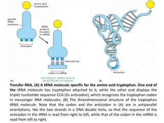 2 introduction to cell biology | PPTX