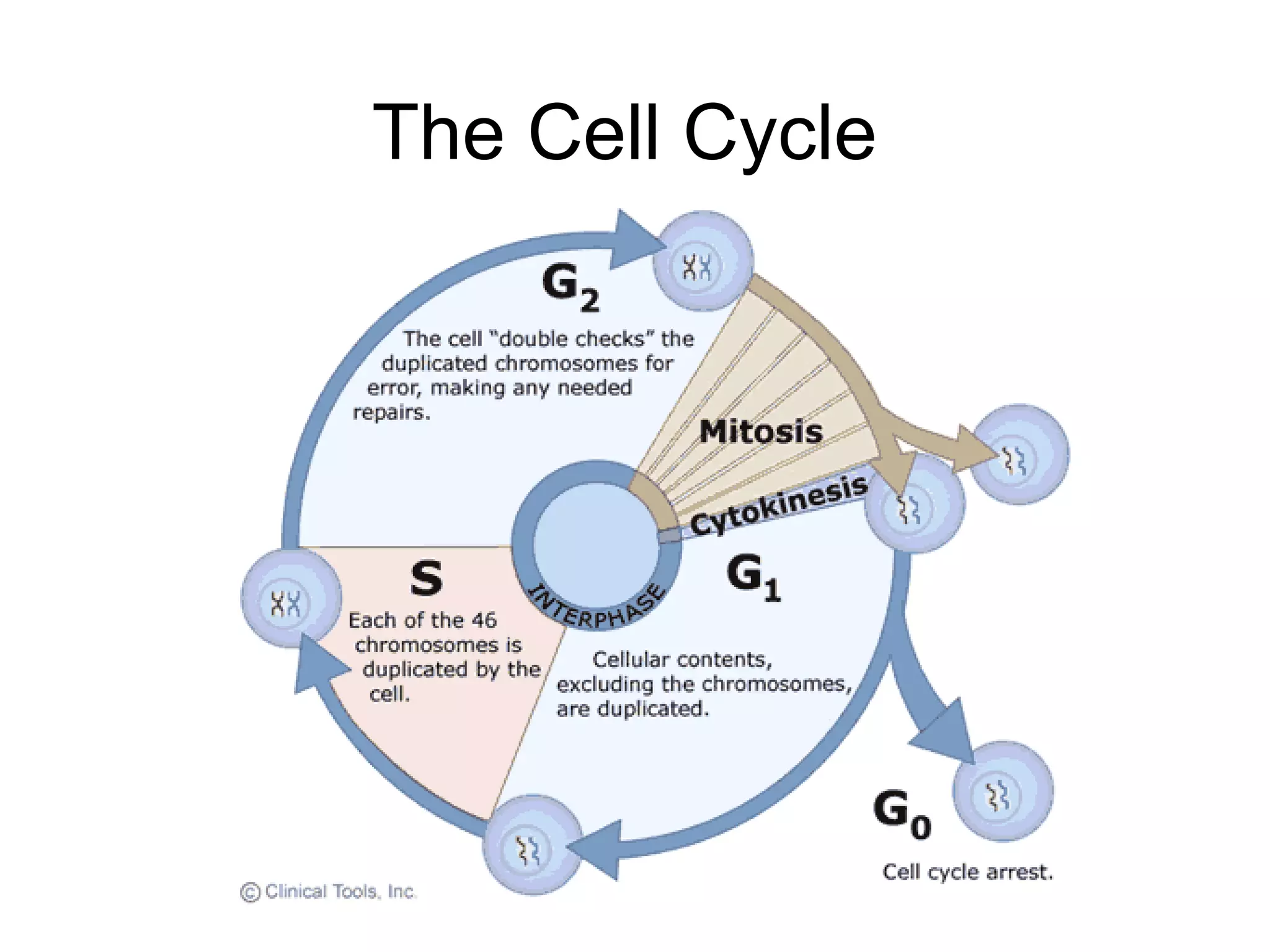 Chapter 18 Cell Division Lesson 2 - Introduction to the Cell Cycle and Mitosis | PPT