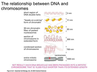 Chapter 18 Cell Division Lesson 2 - Introduction to the Cell Cycle and ...
