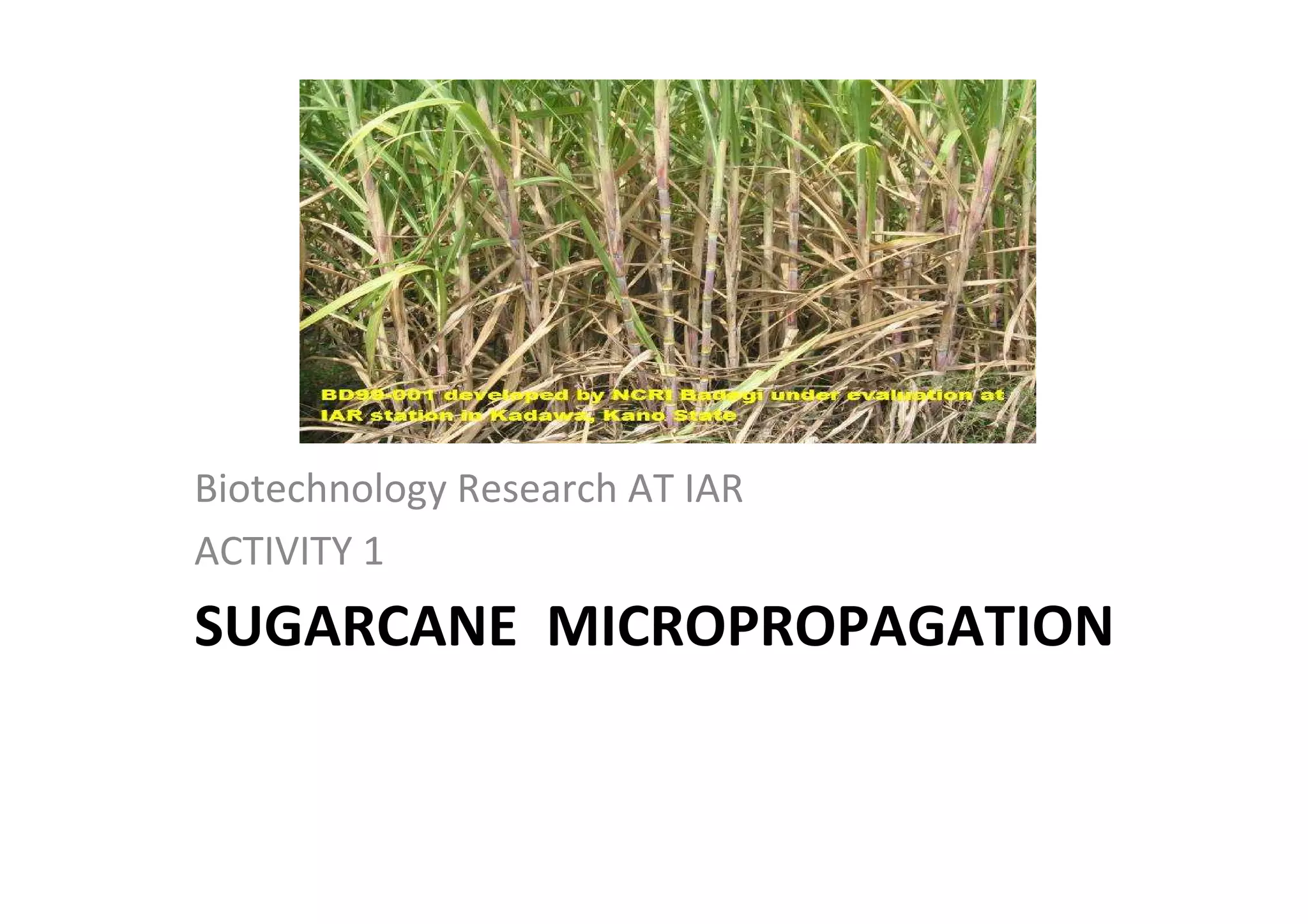 B4FA 2012 Nigeria: Sugarcane Micropropagation in Nigeria - Inuwa Usman | PDF