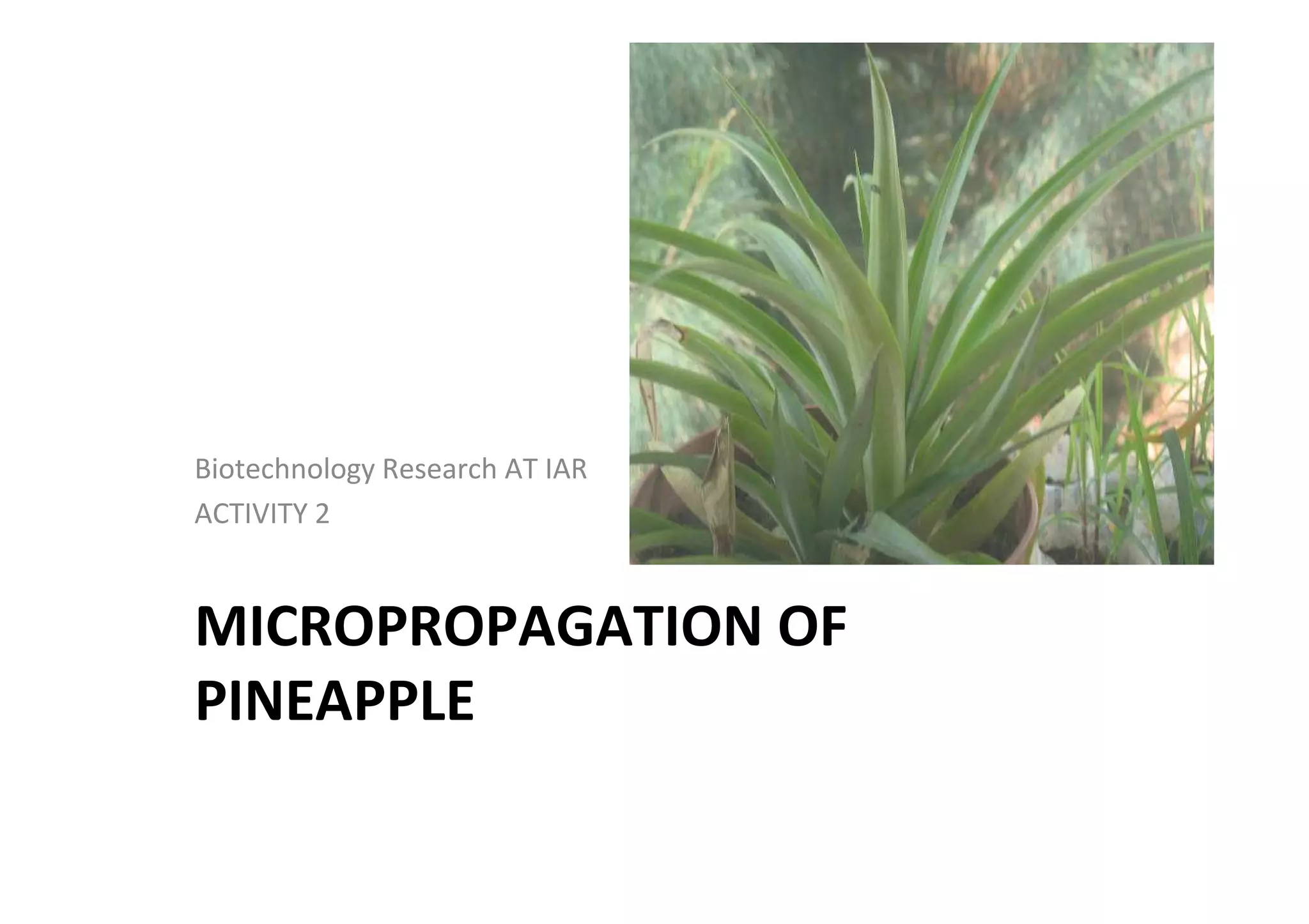 B4FA 2012 Nigeria: Sugarcane Micropropagation in Nigeria - Inuwa Usman | PDF
