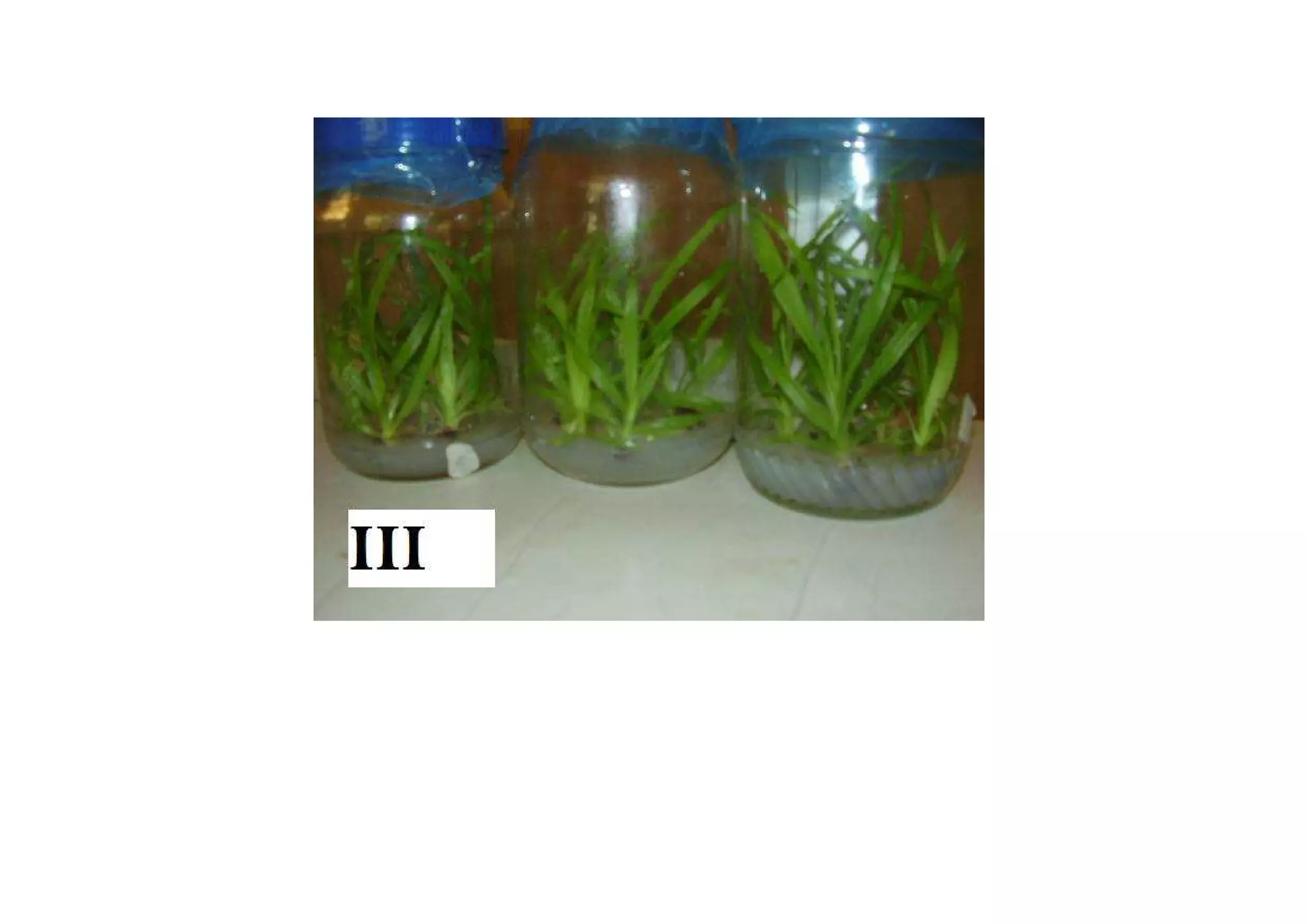 B4FA 2012 Nigeria: Sugarcane Micropropagation in Nigeria - Inuwa Usman | PDF