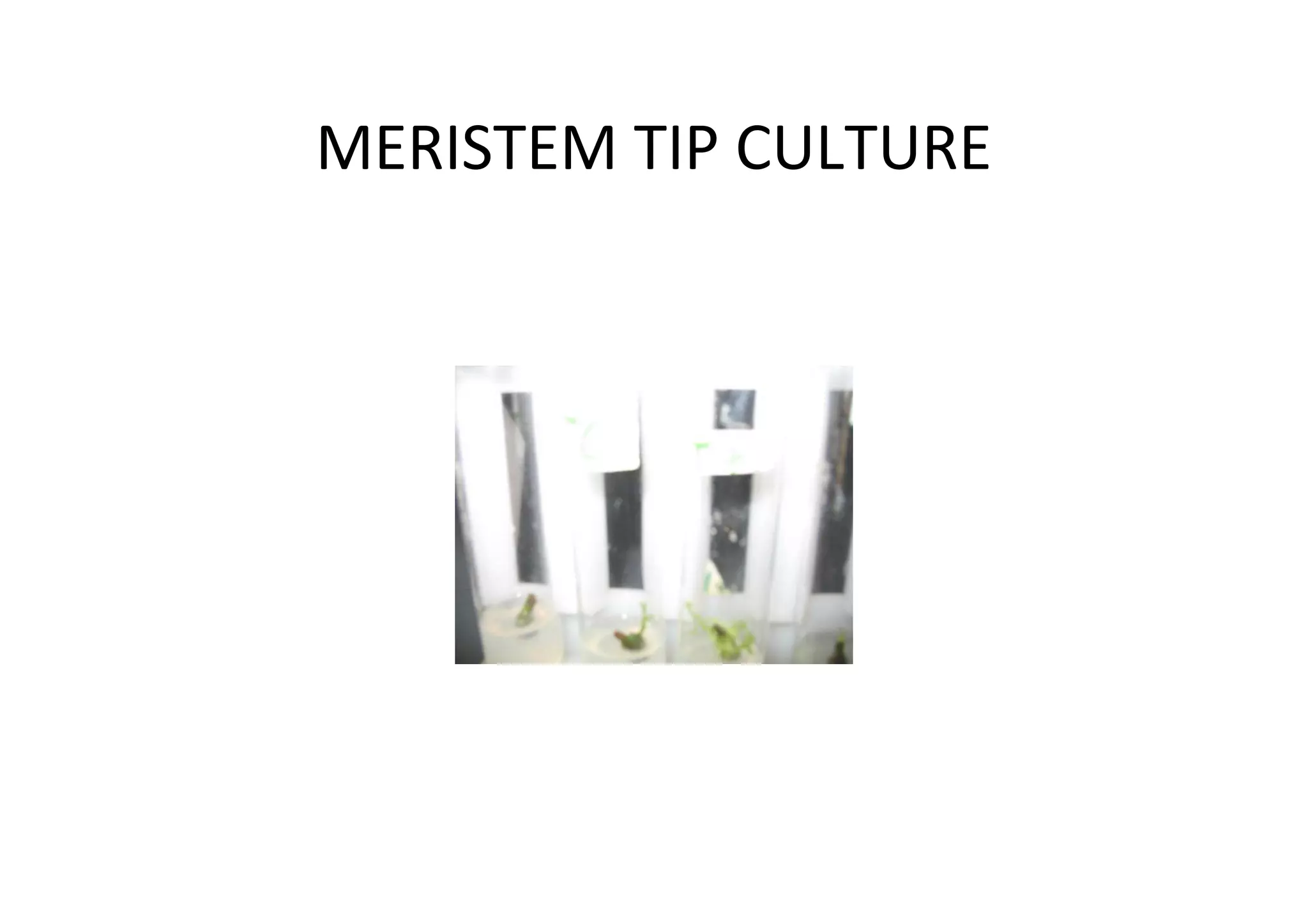 B4FA 2012 Nigeria: Sugarcane Micropropagation in Nigeria - Inuwa Usman | PDF