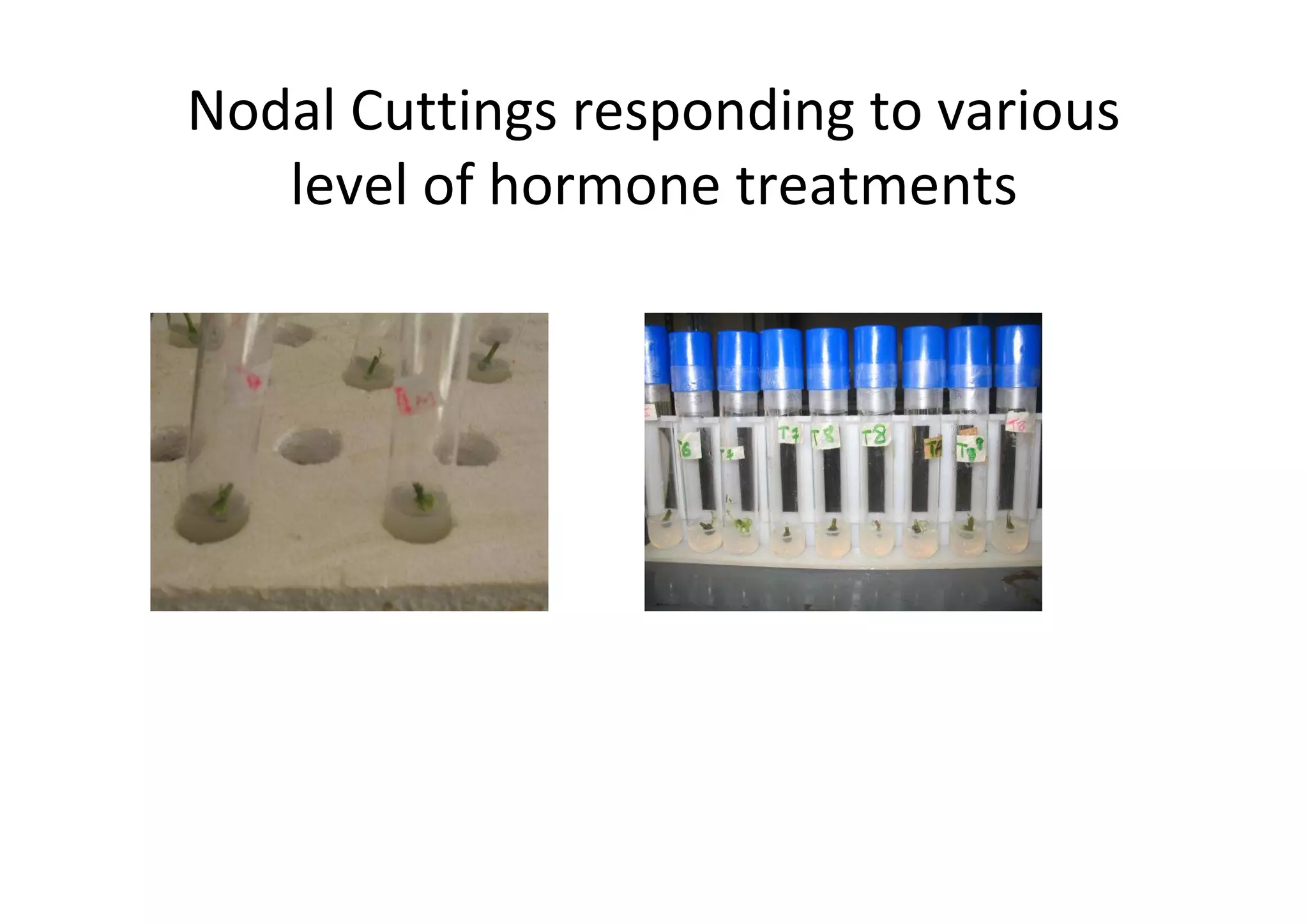 B4fa 2012 Nigeria Sugarcane Micropropagation In Nigeria Inuwa Usman Pdf Agriculture