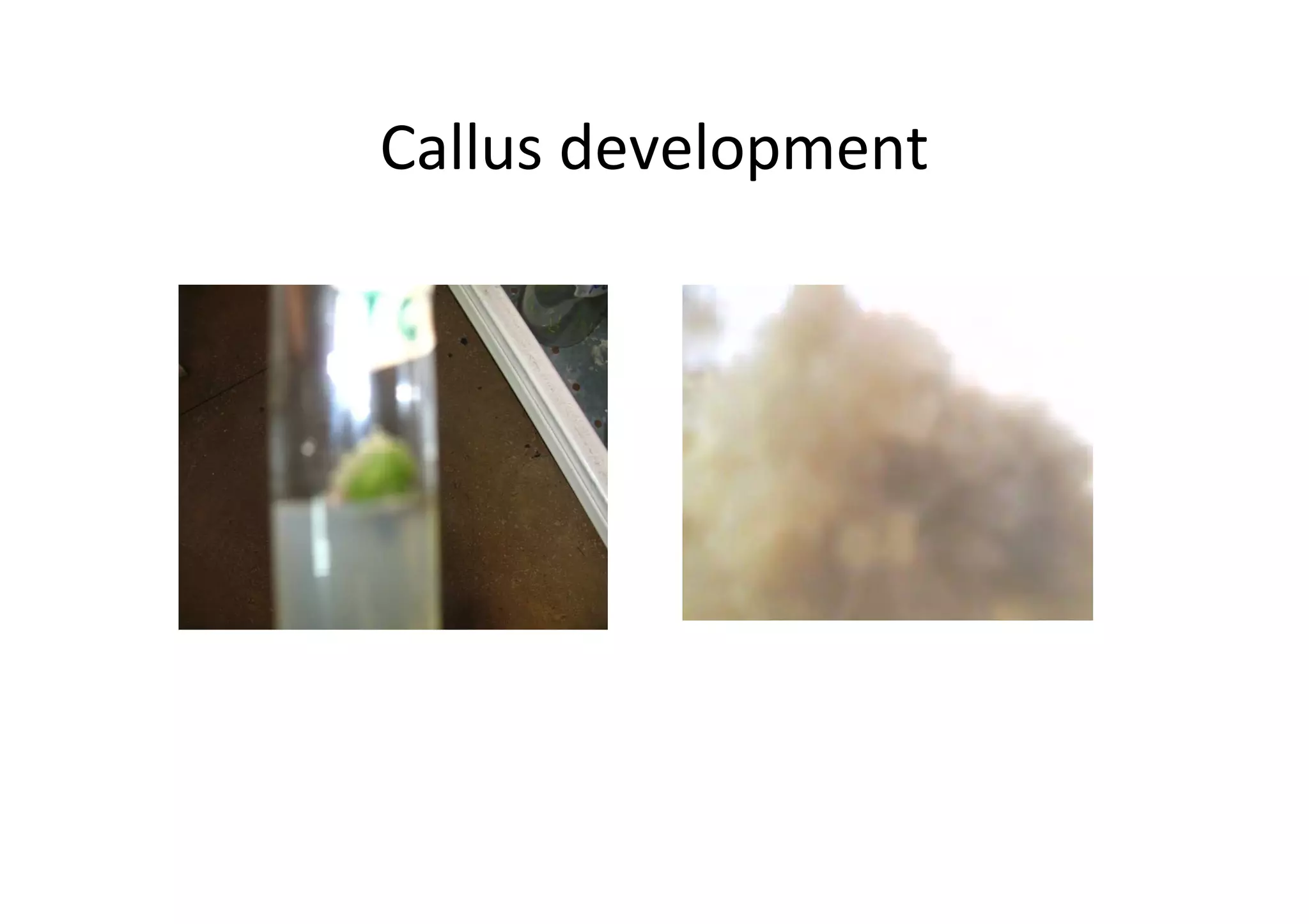 B4FA 2012 Nigeria: Sugarcane Micropropagation in Nigeria - Inuwa Usman | PDF