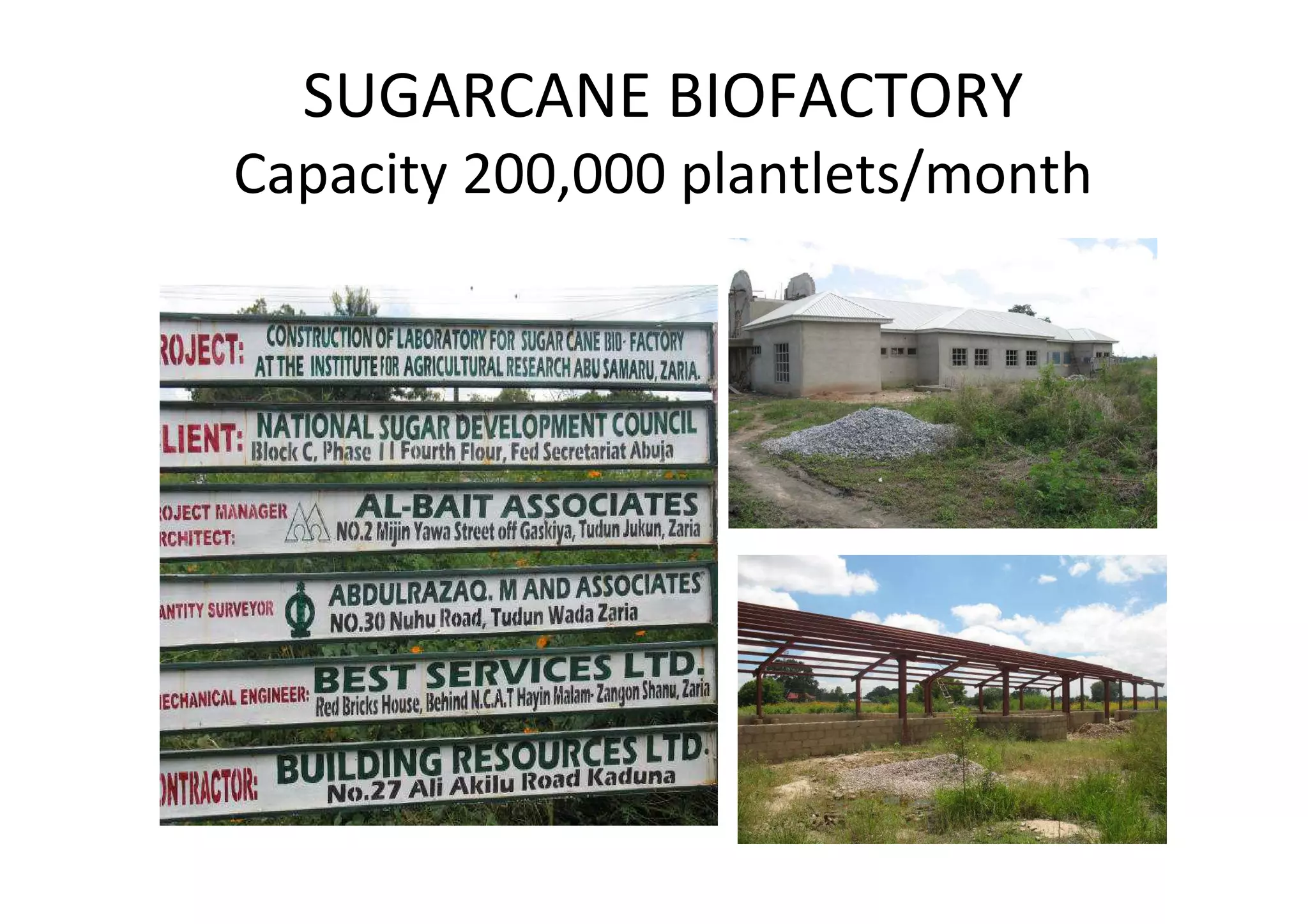 B4FA 2012 Nigeria: Sugarcane Micropropagation in Nigeria - Inuwa Usman | PDF