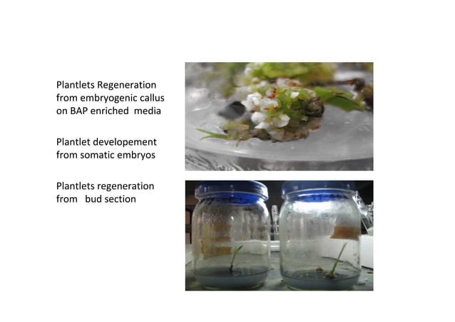 B4FA 2012 Nigeria: Sugarcane Micropropagation in Nigeria - Inuwa Usman | PDF | Agriculture ...