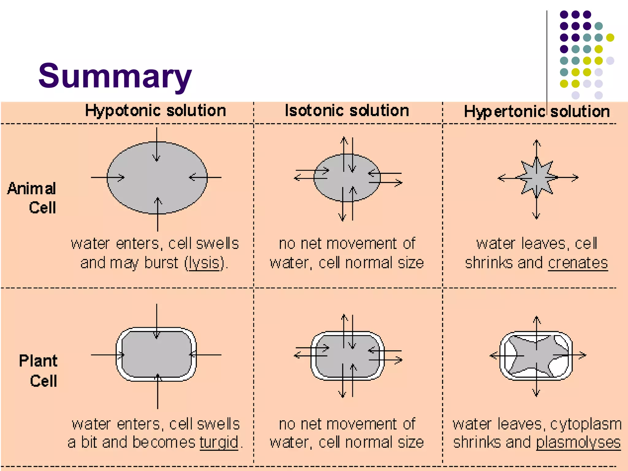 Chapter 3 Movement of Substances Lesson 2 - Effects of isotonic, hypotonic & hypertonic ...