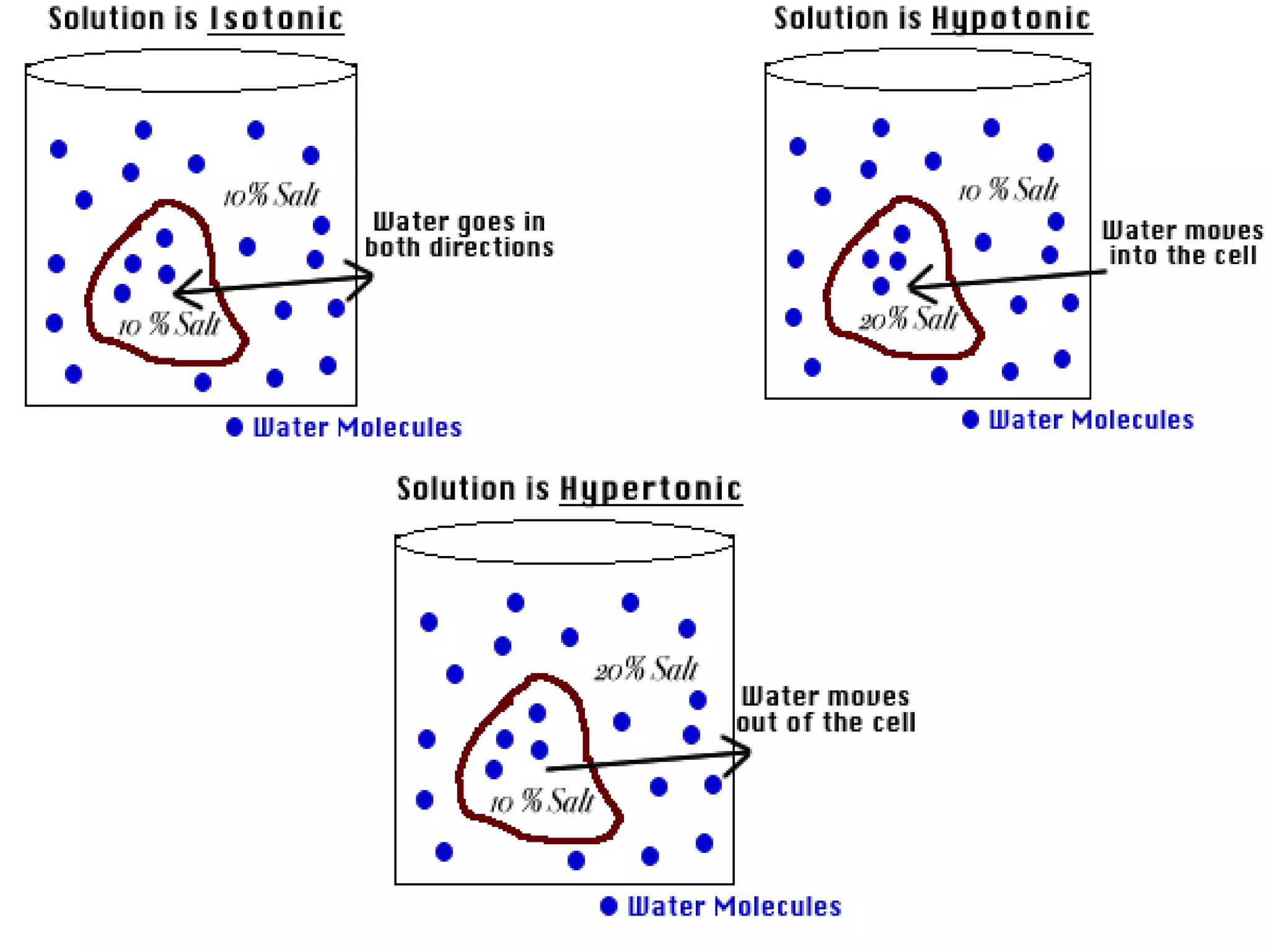 Chapter 3 Movement of Substances Lesson 2 - Effects of isotonic, hypotonic & hypertonic ...