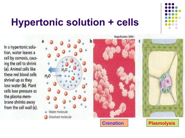 Chapter 3 Movement of Substances Lesson 2 - Effects of isotonic, hypotonic & hypertonic ...