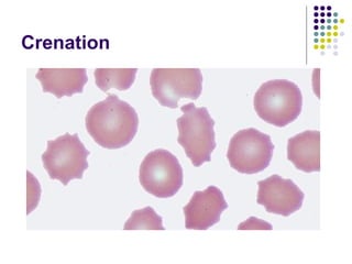 Chapter 3 Movement of Substances Lesson 2 - Effects of isotonic ...