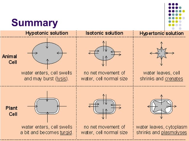 Chapter 3 Movement of Substances Lesson 2 - Effects of isotonic ...