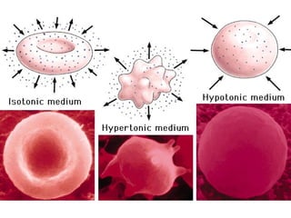 Chapter 3 Movement of Substances Lesson 2 - Effects of isotonic ...