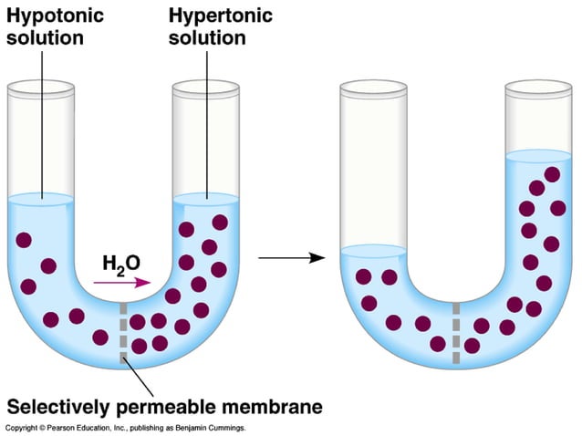 Chapter 3 Movement of Substances Lesson 2 - Effects of isotonic, hypotonic & hypertonic ...