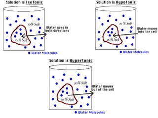 Chapter 3 Movement of Substances Lesson 2 - Effects of isotonic ...