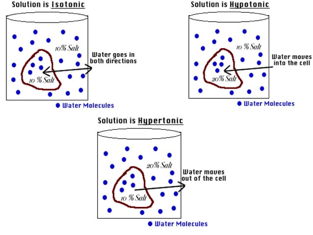 Chapter 3 Movement of Substances Lesson 2 - Effects of isotonic, hypotonic & hypertonic ...