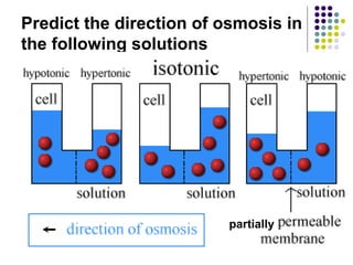 Chapter 3 Movement of Substances Lesson 2 - Effects of isotonic ...