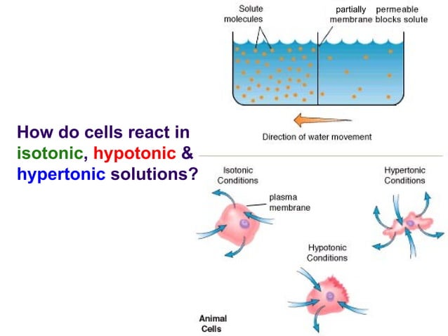 Chapter 3 Movement of Substances Lesson 2 - Effects of isotonic, hypotonic & hypertonic ...